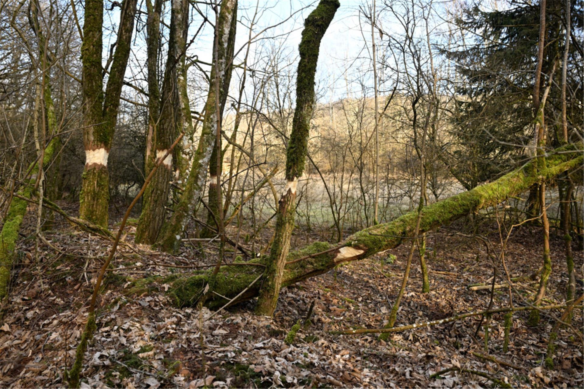 Tageblatt.lu | Wald-Regulierung | Warum einige Bäume im Minette ...